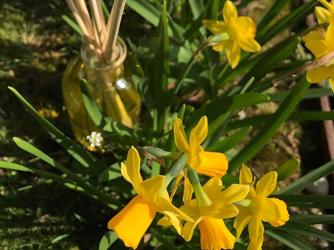CARBALINE カルバリン 公式｜エフィと香りの暮らし